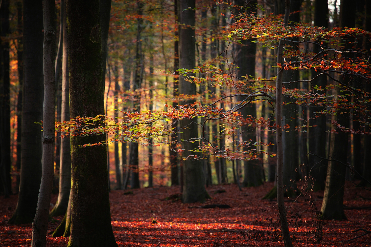 Leuchtender Herbst Foto & Bild | landschaft, jahreszeiten, herbst Bilder auf fotocommunity