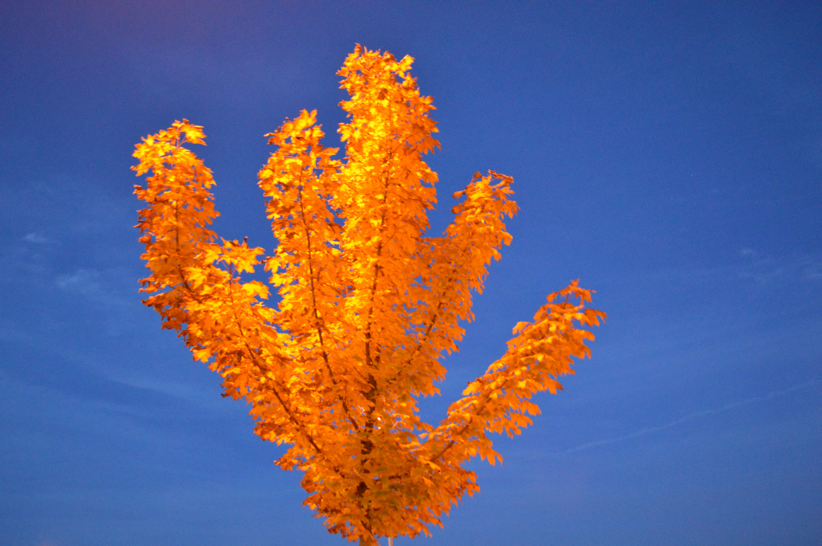 Leuchtender Herbst Foto & Bild | jahreszeiten, herbst, baum Bilder auf fotocommunity