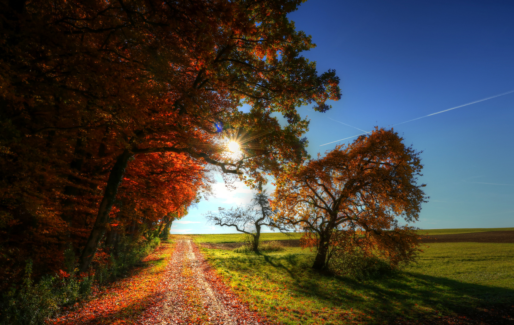 Leuchtender Herbst Foto & Bild | wald, bäume, natur Bilder auf fotocommunity