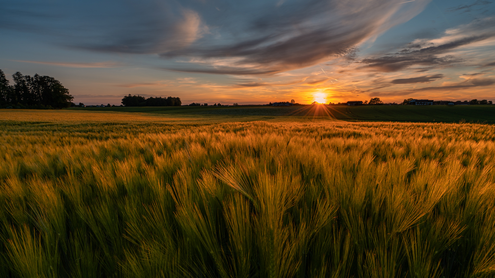 Leuchtender Weizen Foto & Bild | landschaft, Äcker, felder & wiesen, himmel Bilder auf fotocommunity