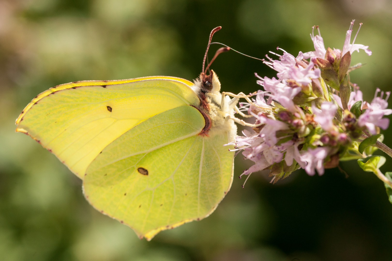 Leuchtender Zitronenfalter Foto & Bild | tiere, wildlife, insekten Bilder auf fotocommunity