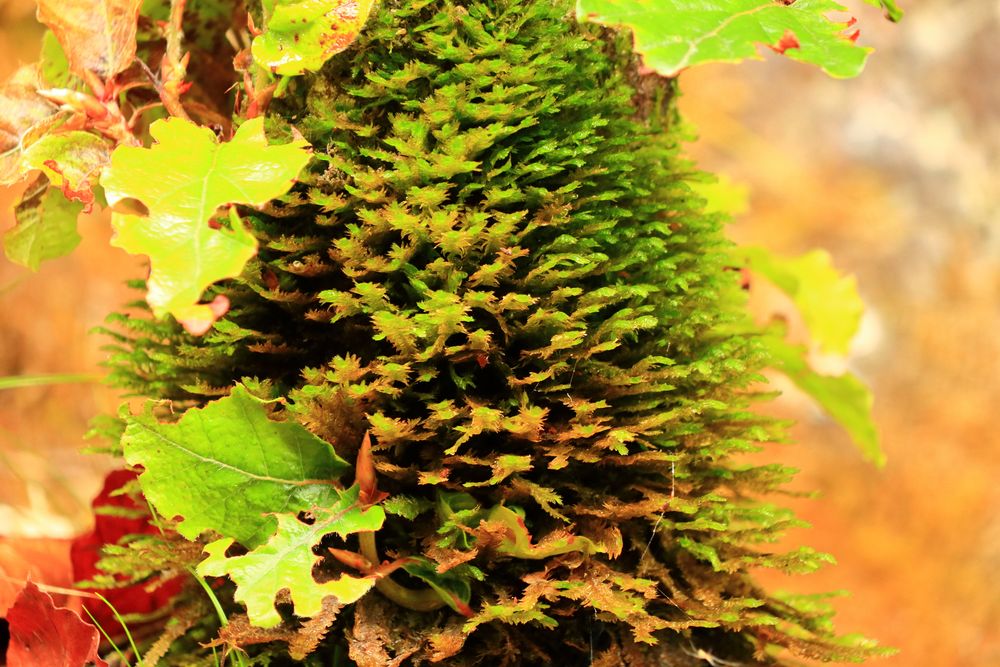 Leuchtendes Moos Foto & Bild | fotos, natur, herbst Bilder auf ...