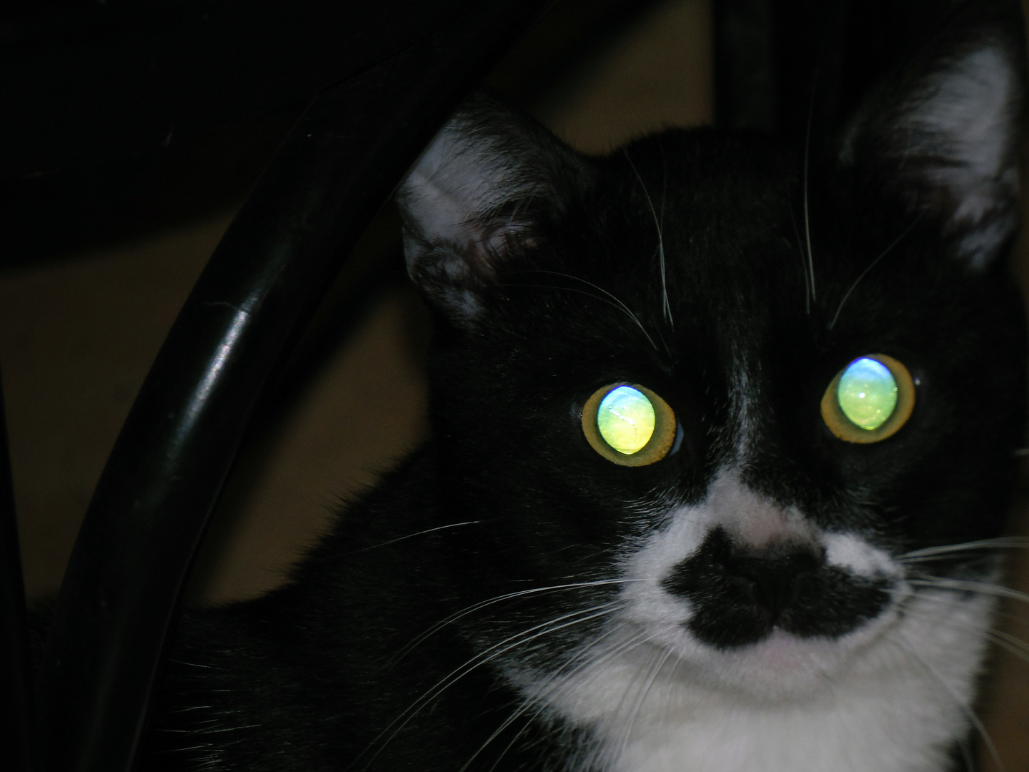 Leuchtene Katzenaugen in der Nacht Foto & Bild | tiere, haustiere, katzen Bilder auf fotocommunity