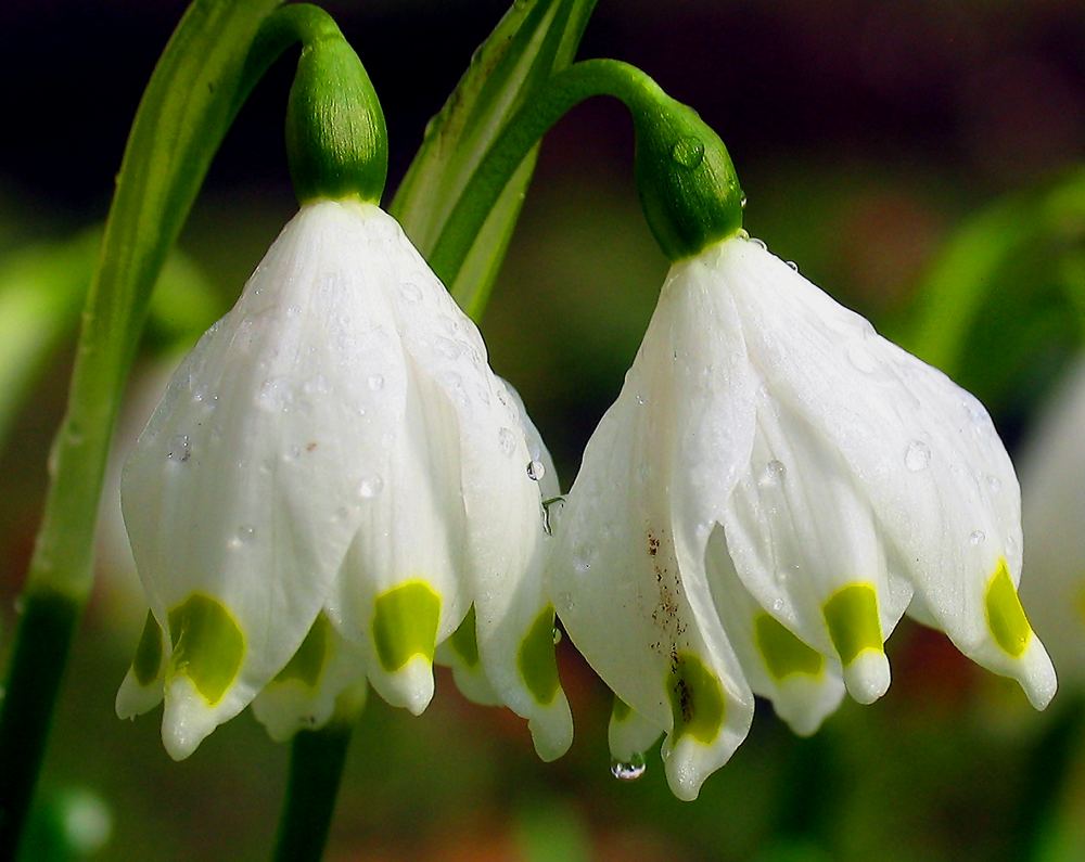 Leucojum vernum Foto & Bild | jahreszeiten, frühling, natur Bilder auf ...