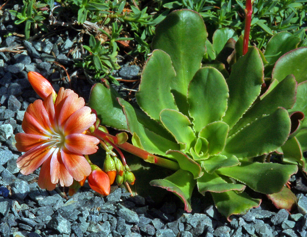 Lewisia cotyledon Foto & Bild | pflanzen, pilze & flechten, blüten ...