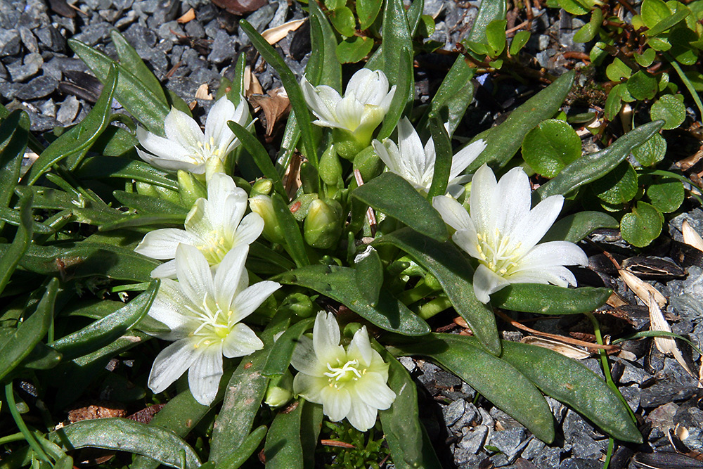 Lewisia nevadensis - nordamerikanische Lewisie Foto & Bild | pflanzen ...