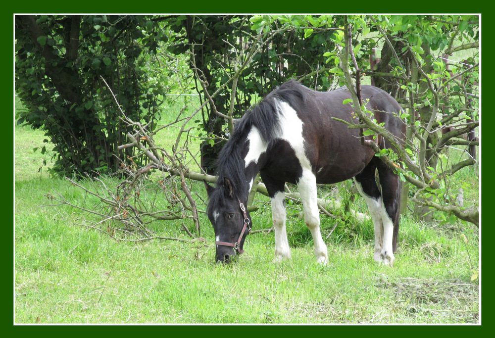 Lewitzer Schecke .... Foto & Bild | outdoor, wiese, gras Bilder auf ...