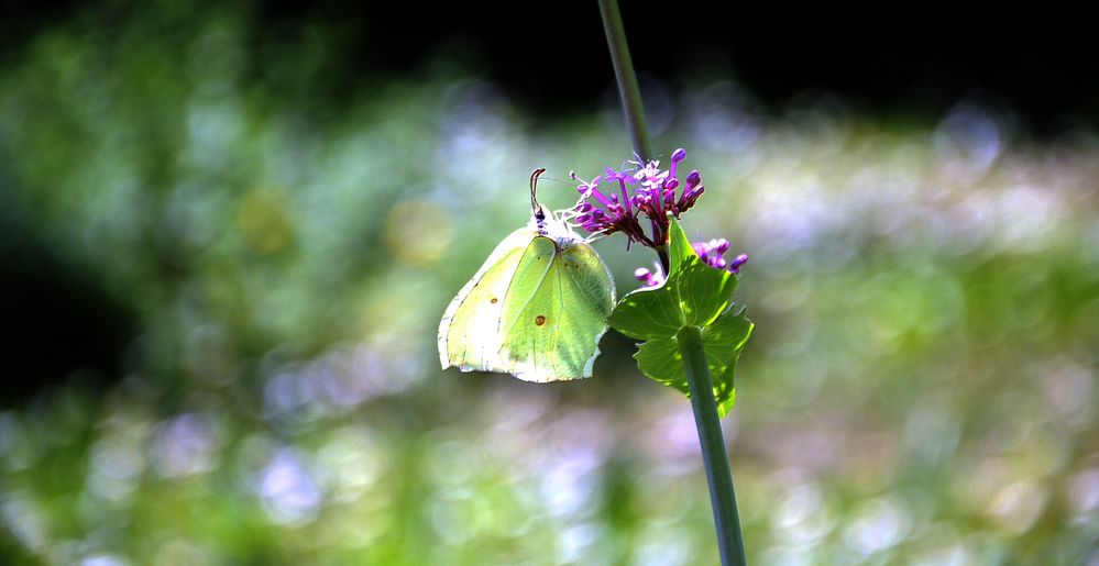 "L'extrème légèreté de l'être" photo et image | emotions, special ...