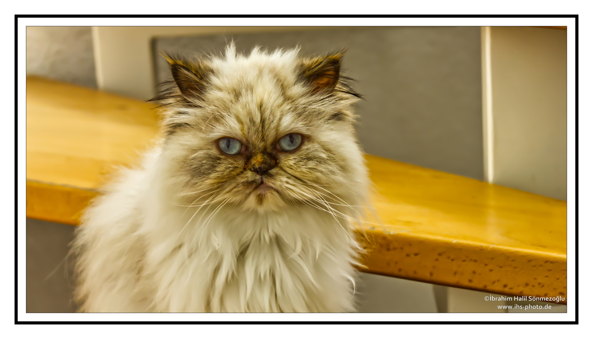 Leyla Foto & Bild | tiere, haustiere, katzen Bilder auf fotocommunity