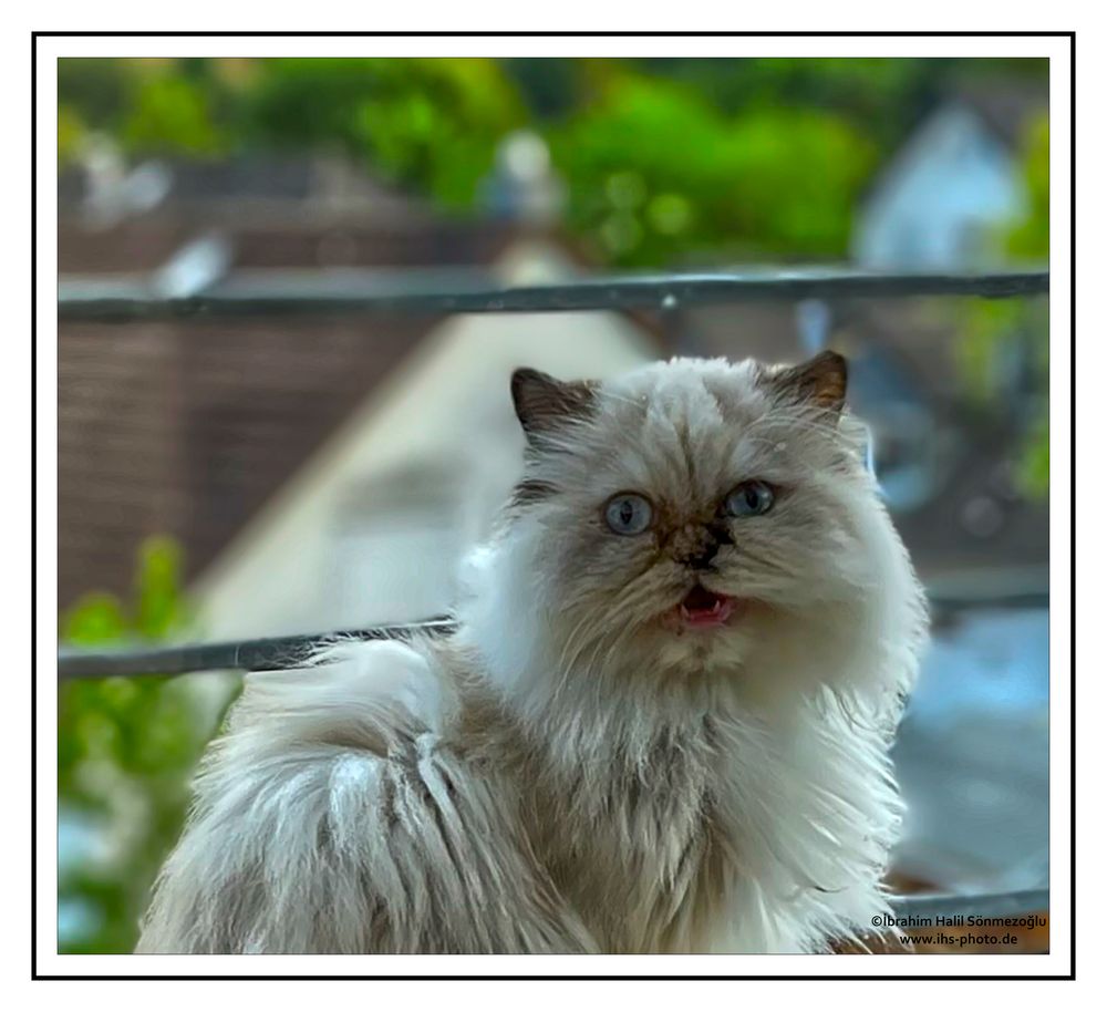 Leyla Foto & Bild | tiere, haustiere, katzen Bilder auf fotocommunity