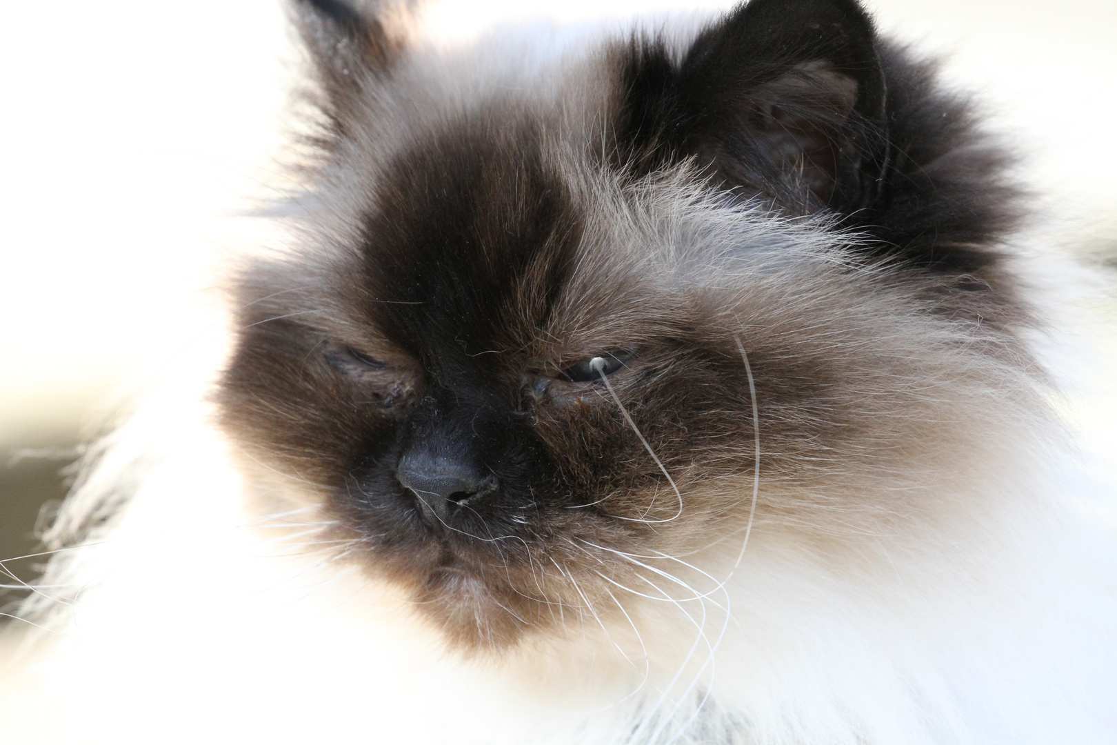 Leyla im Garten Foto & Bild | tiere, haustiere, katzen Bilder auf fotocommunity