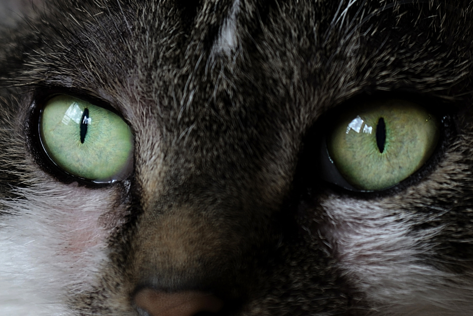 Leyla's Eyes Foto & Bild | tiere, haustiere, katzen Bilder auf fotocommunity