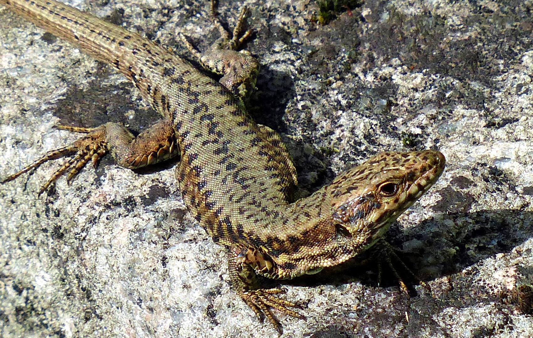 LEZARD(e ?) photo et image | animaux, reptiles, amphibiens, lezard ...