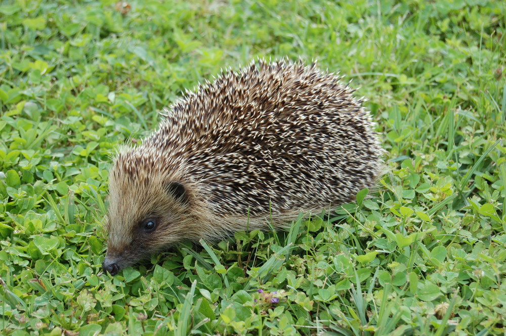 L'Hérisson photo et image | animaux, animaux sauvages, nature Images ...