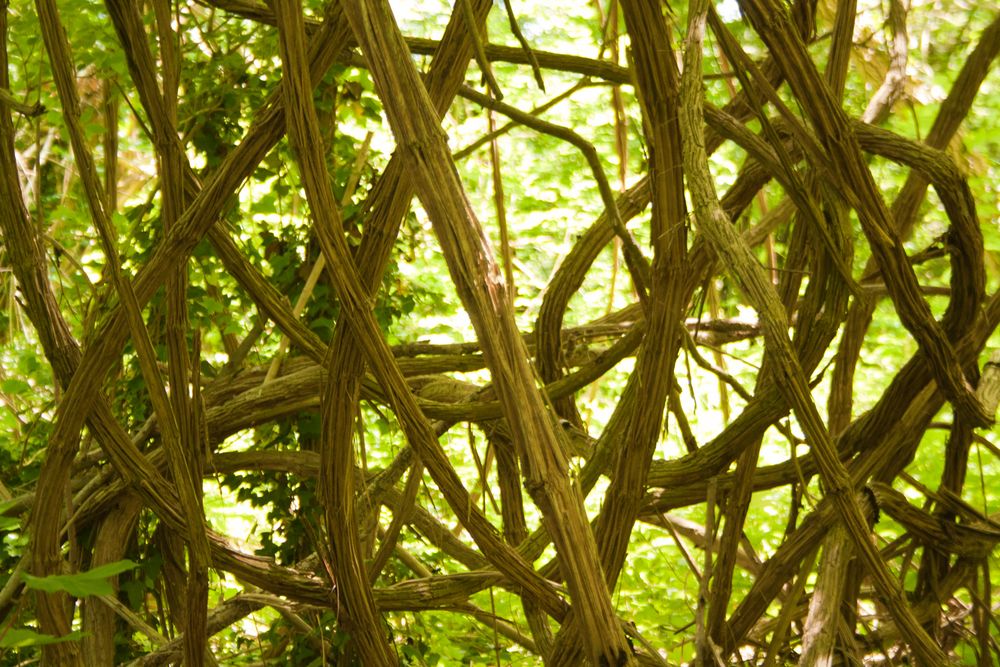 Lianes photo et image | aéronautique - aviation, sujets Images ...