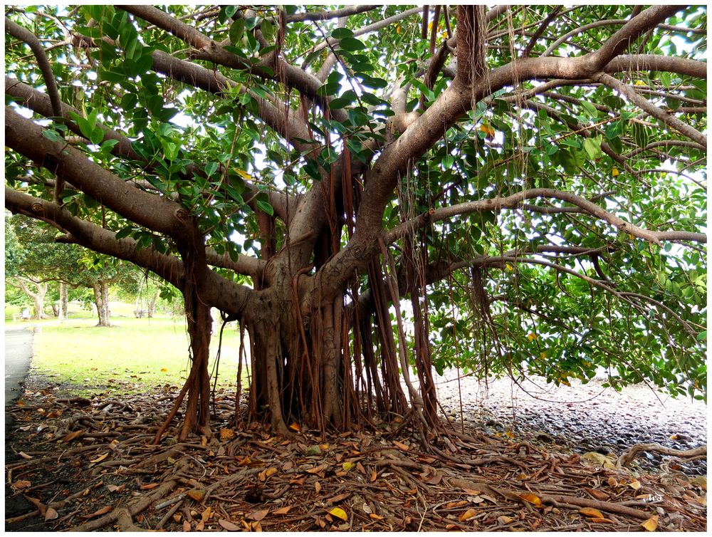 Lianes photo et image | arbres, nouvelle-calédonie, nature Images ...