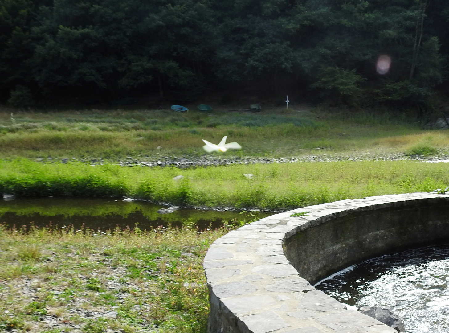 Libella Libellus Inkognitus . Foto & Bild | tiere, wildlife, libellen ...