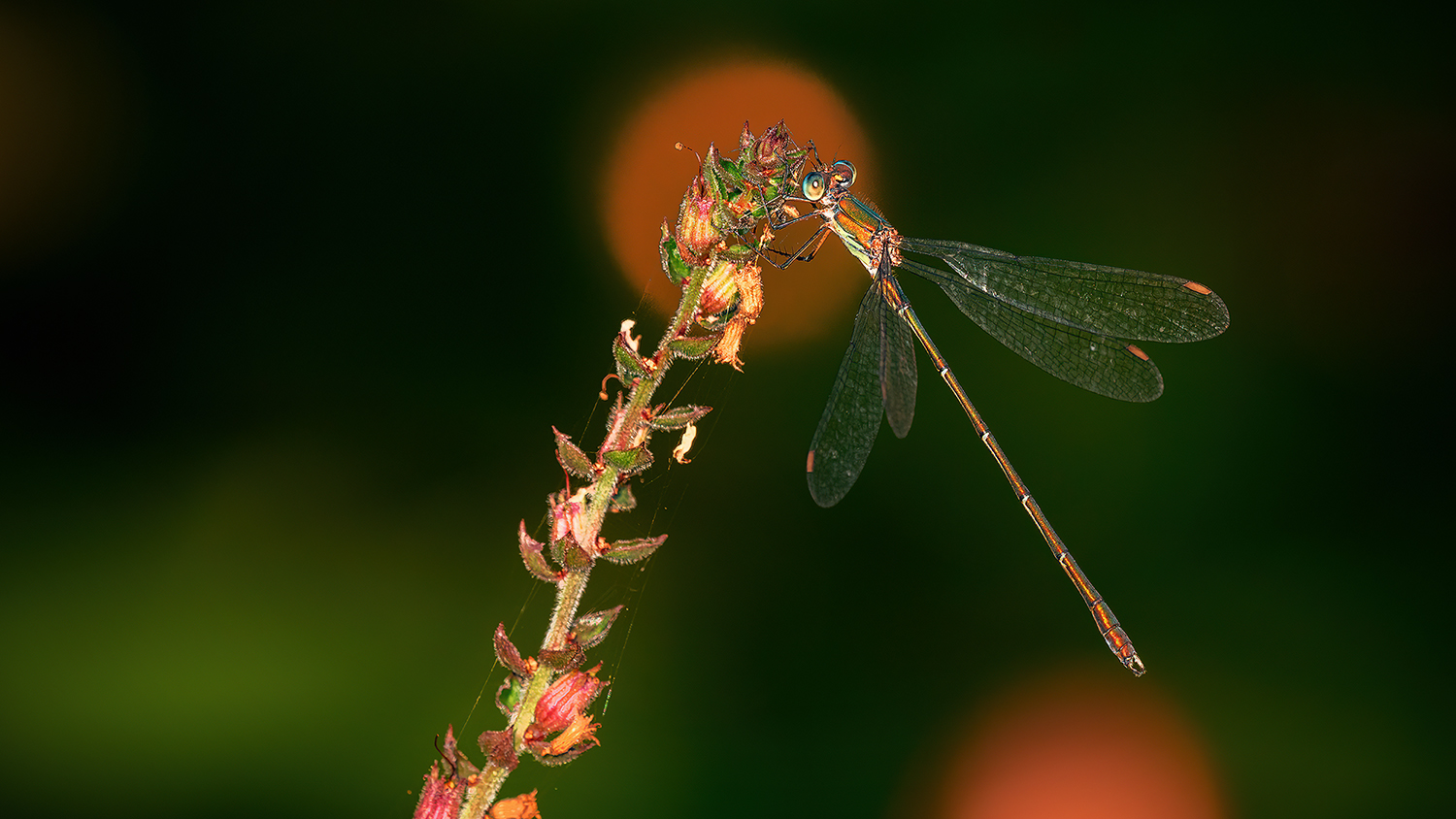 Libellchen ruht sich aus Foto & Bild | tiere, wildlife, libellen Bilder auf fotocommunity