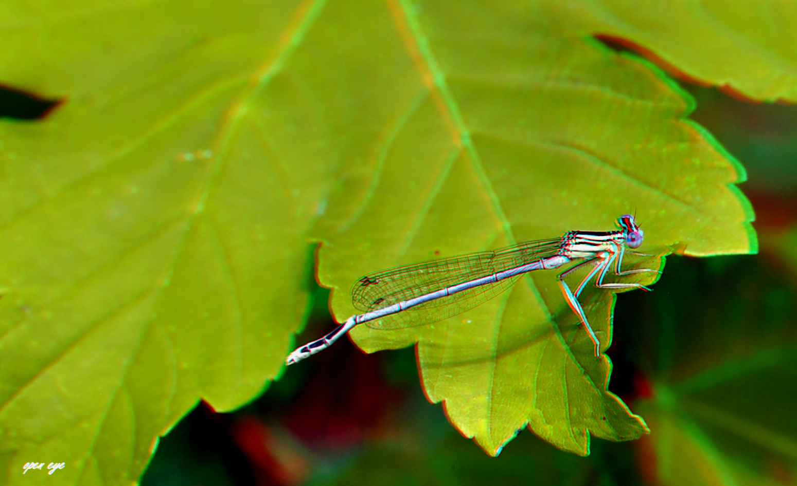 Libelle Foto & Bild | world, spezial, natur Bilder auf fotocommunity