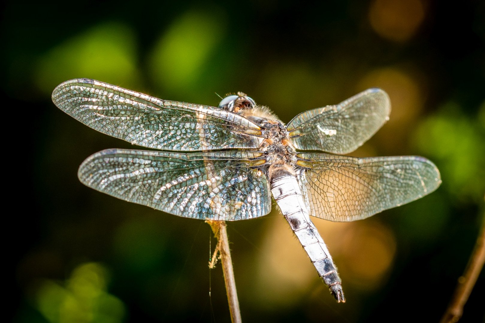 Libelle 02 Foto & Bild | tiere, wildlife, libellen Bilder auf fotocommunity