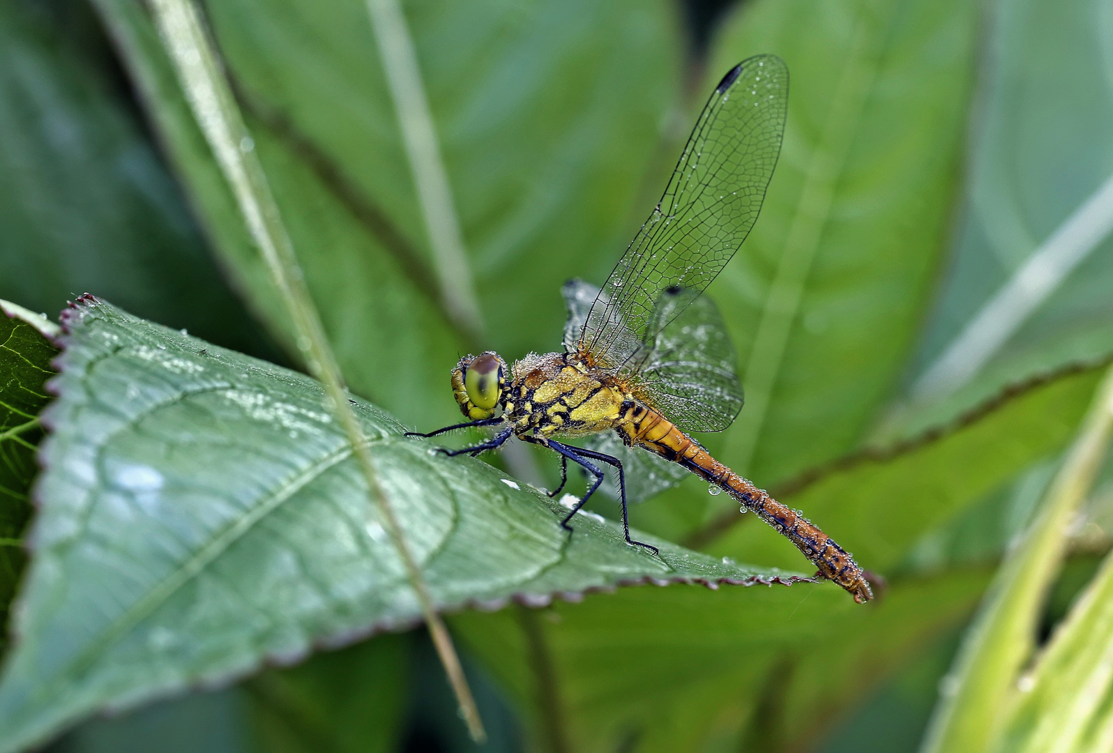 Libelle Foto & Bild | tiere, wildlife, libellen Bilder auf fotocommunity