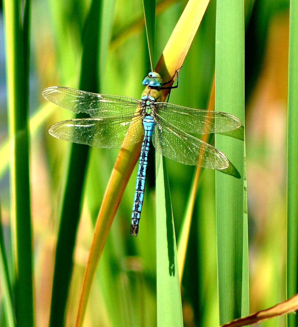 Libelle Foto & Bild | tiere, tierdetails, natur Bilder auf fotocommunity