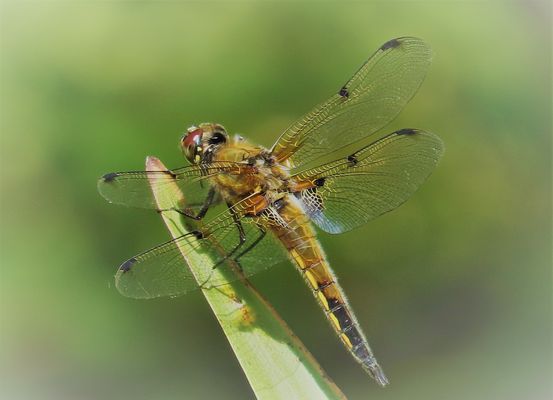 Libellen Bilder & Fotos