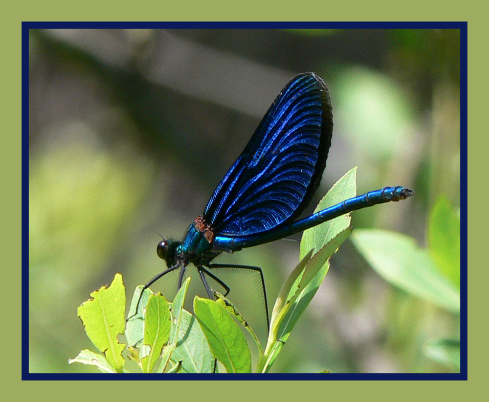 Libelle Foto & Bild | tiere, wildlife, libellen Bilder auf fotocommunity