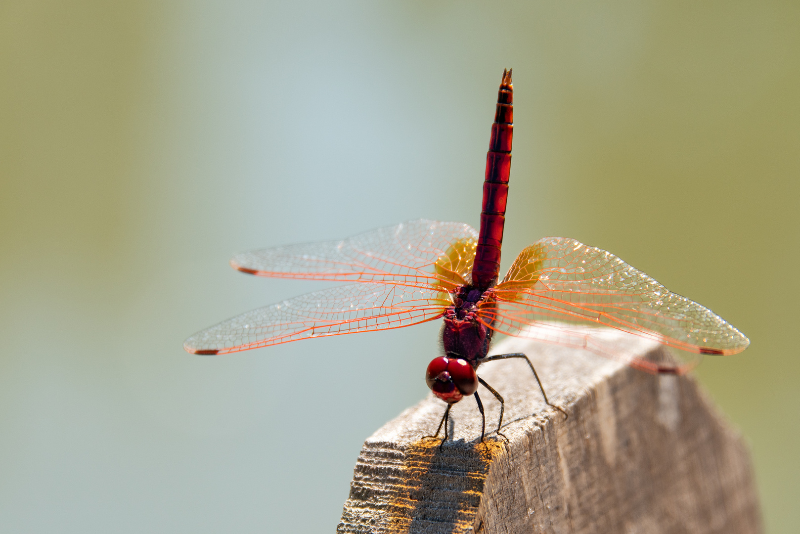 Libelle 1 Foto & Bild | world, natur, libelle Bilder auf fotocommunity
