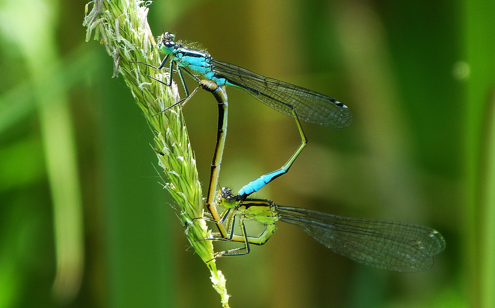 Libelle 1 Foto & Bild | tiere, wildlife, libellen Bilder auf fotocommunity