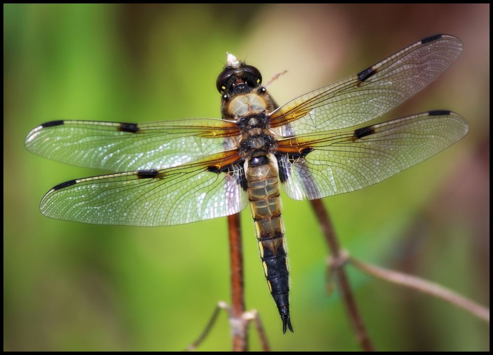 Libelle Foto & Bild | tiere, wildlife, libellen Bilder auf fotocommunity
