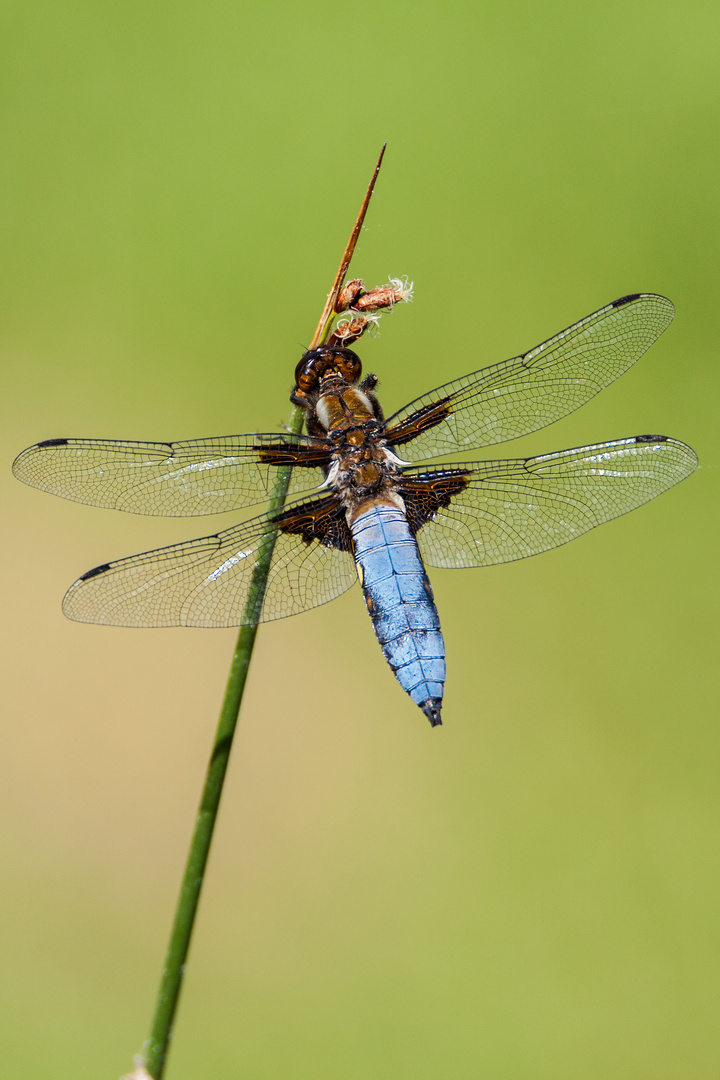 Libelle Foto & Bild | tiere, wildlife, libellen Bilder auf fotocommunity