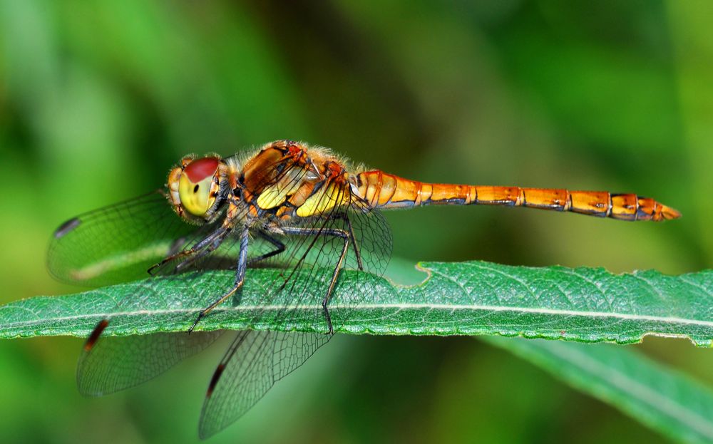 Libelle Foto & Bild | tiere, wildlife, libellen Bilder auf fotocommunity