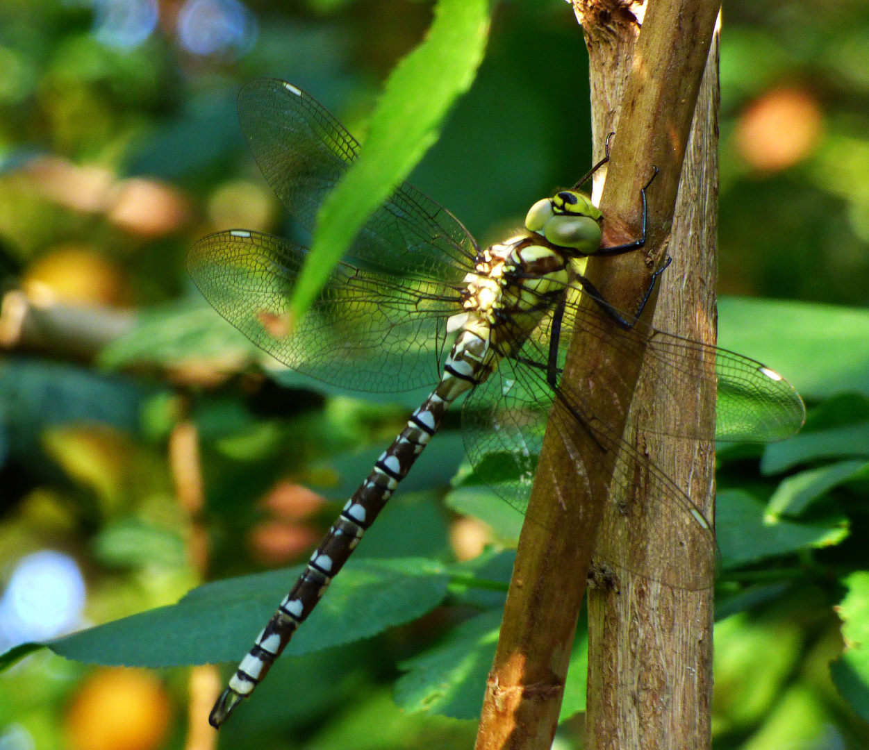 Libelle Foto & Bild | tiere, wildlife, libellen Bilder auf fotocommunity