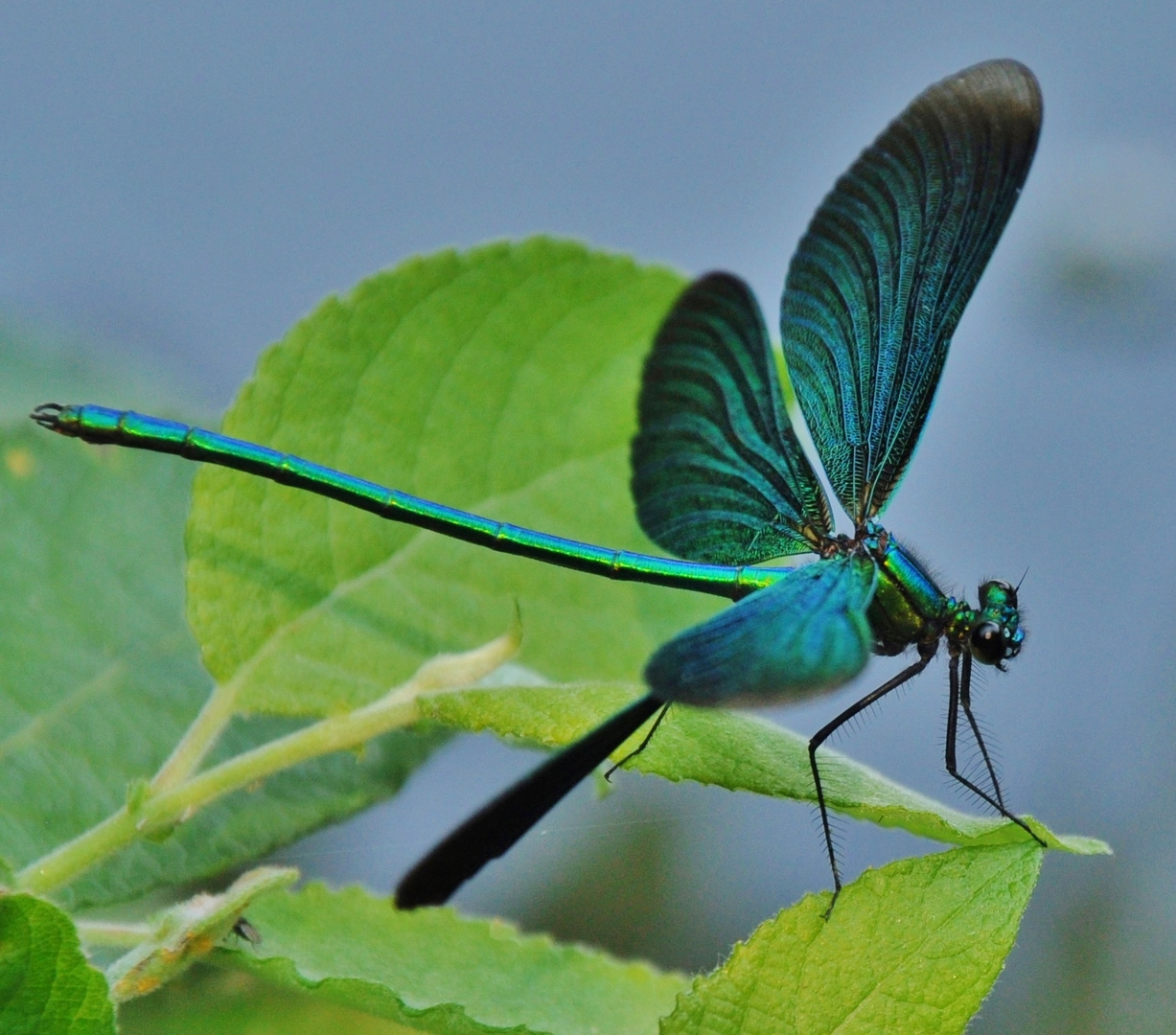 Libelle 17: blaue Prachtlibelle Foto & Bild | tiere, wildlife, libellen ...