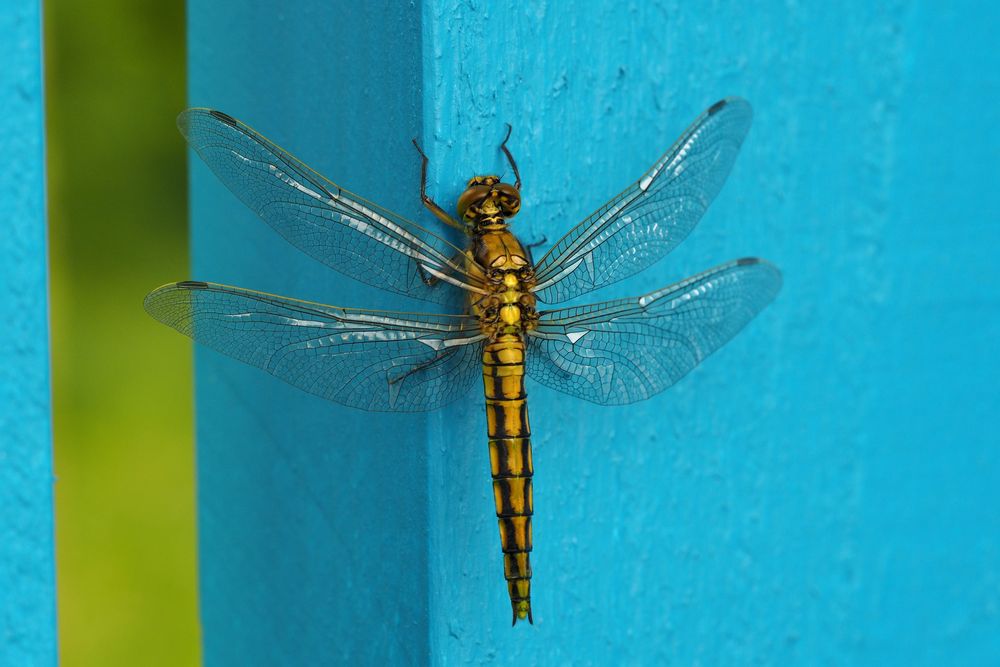 Libelle Foto & Bild | makro, natur, libelle Bilder auf fotocommunity
