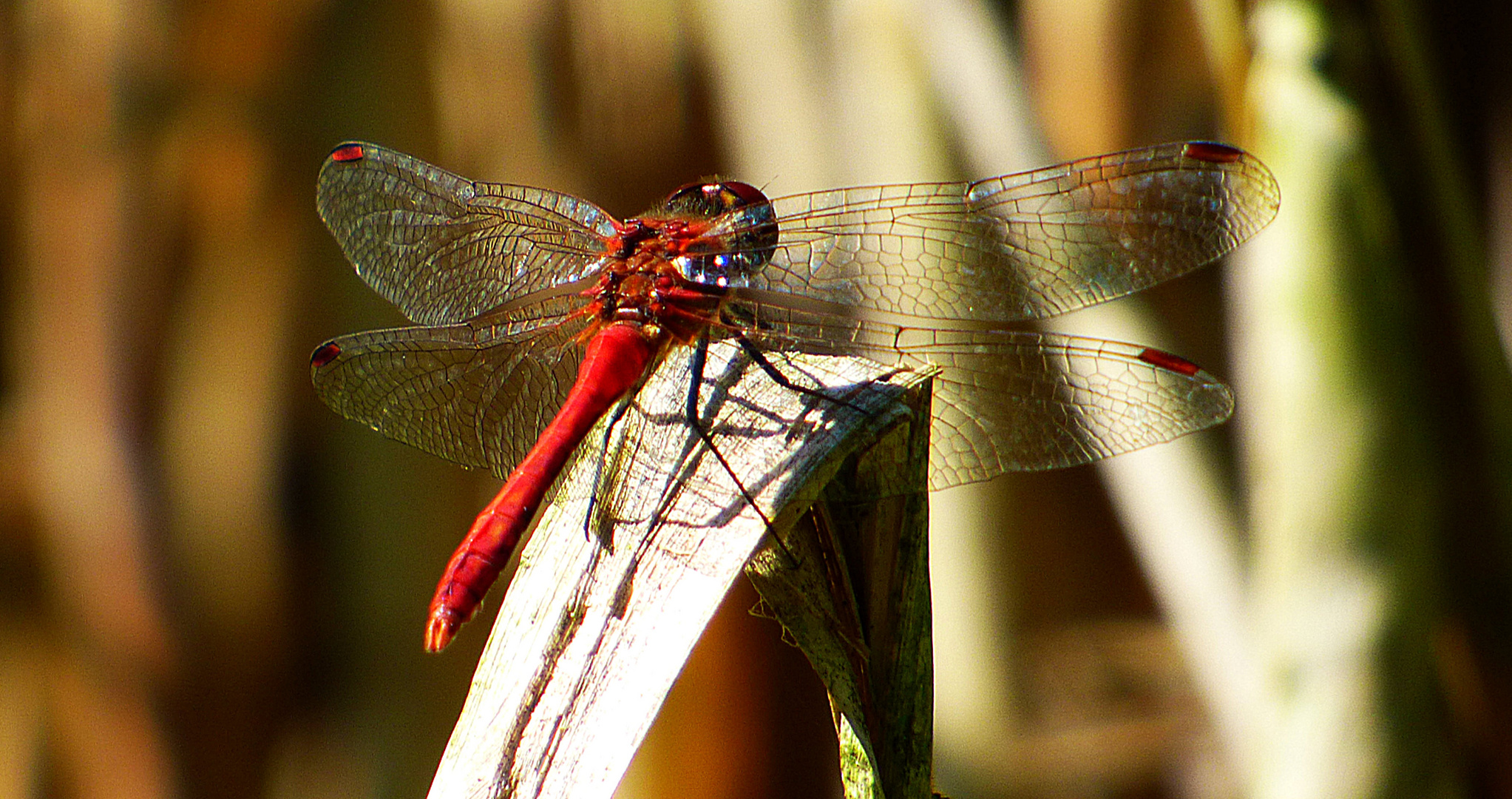 Libelle 20 Foto & Bild | libellen, natur, libelle Bilder auf fotocommunity