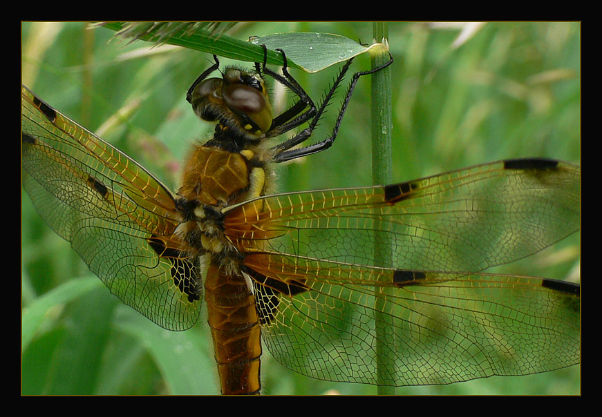 Libelle Foto & Bild | tiere, wildlife, libellen Bilder auf fotocommunity