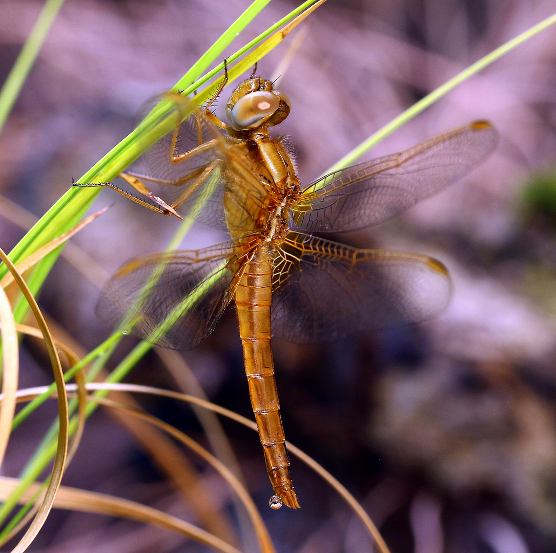 Libelle Foto & Bild | tiere, wildlife, libellen Bilder auf fotocommunity
