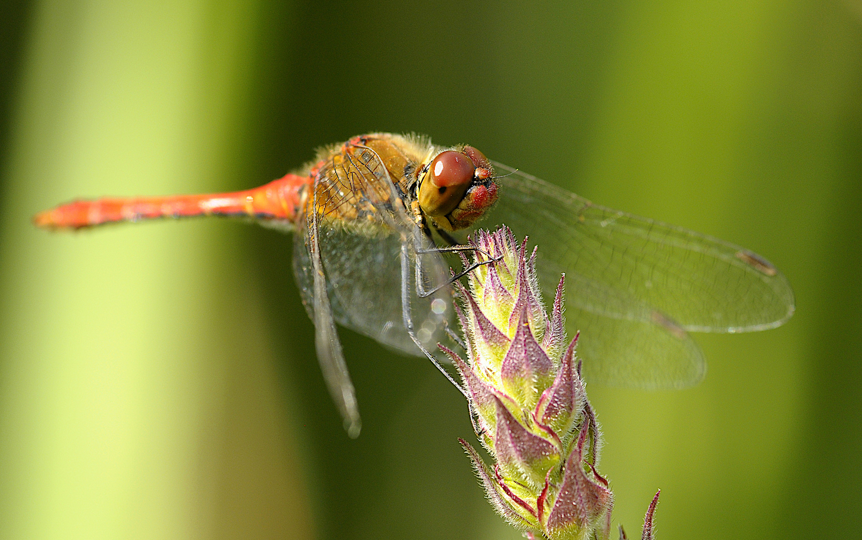 Libelle 3 Foto & Bild | tiere, wildlife, libellen Bilder auf fotocommunity
