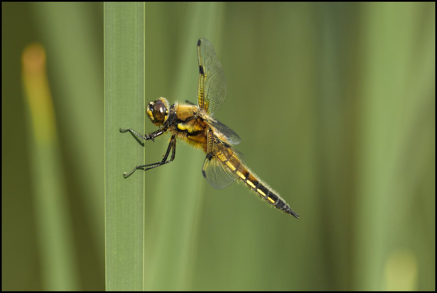 Libelle 35 Foto & Bild | tiere, wildlife, libellen Bilder auf fotocommunity