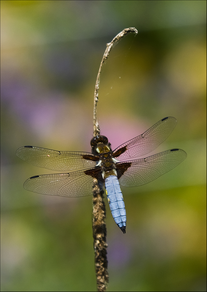 Libelle Foto & Bild | tiere, tierdetails, natur Bilder auf fotocommunity