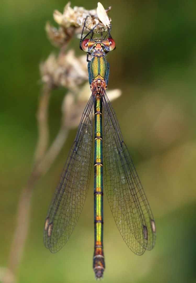 Libelle Foto & Bild | tiere, tierdetails, makro Bilder auf fotocommunity