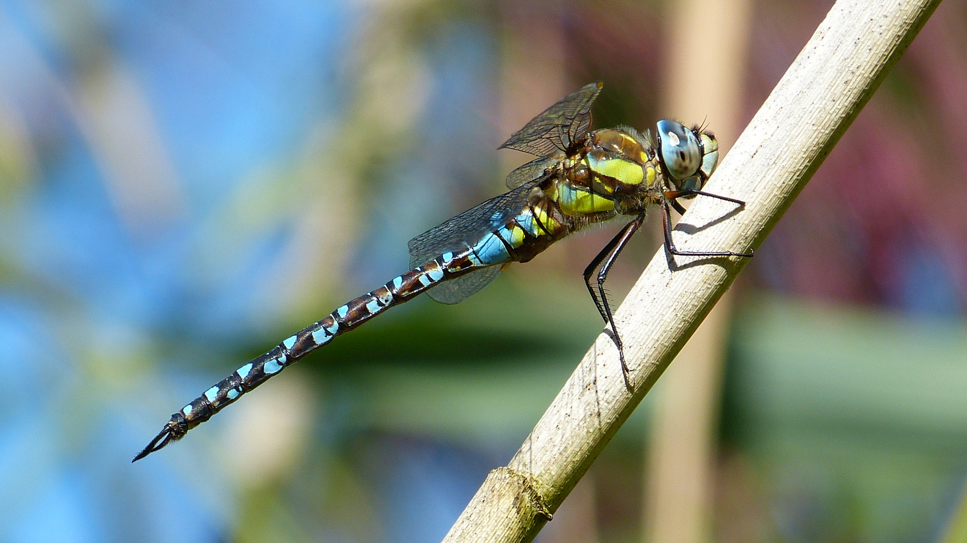 Libelle 4 Foto & Bild | libellen, natur, libelle Bilder auf fotocommunity