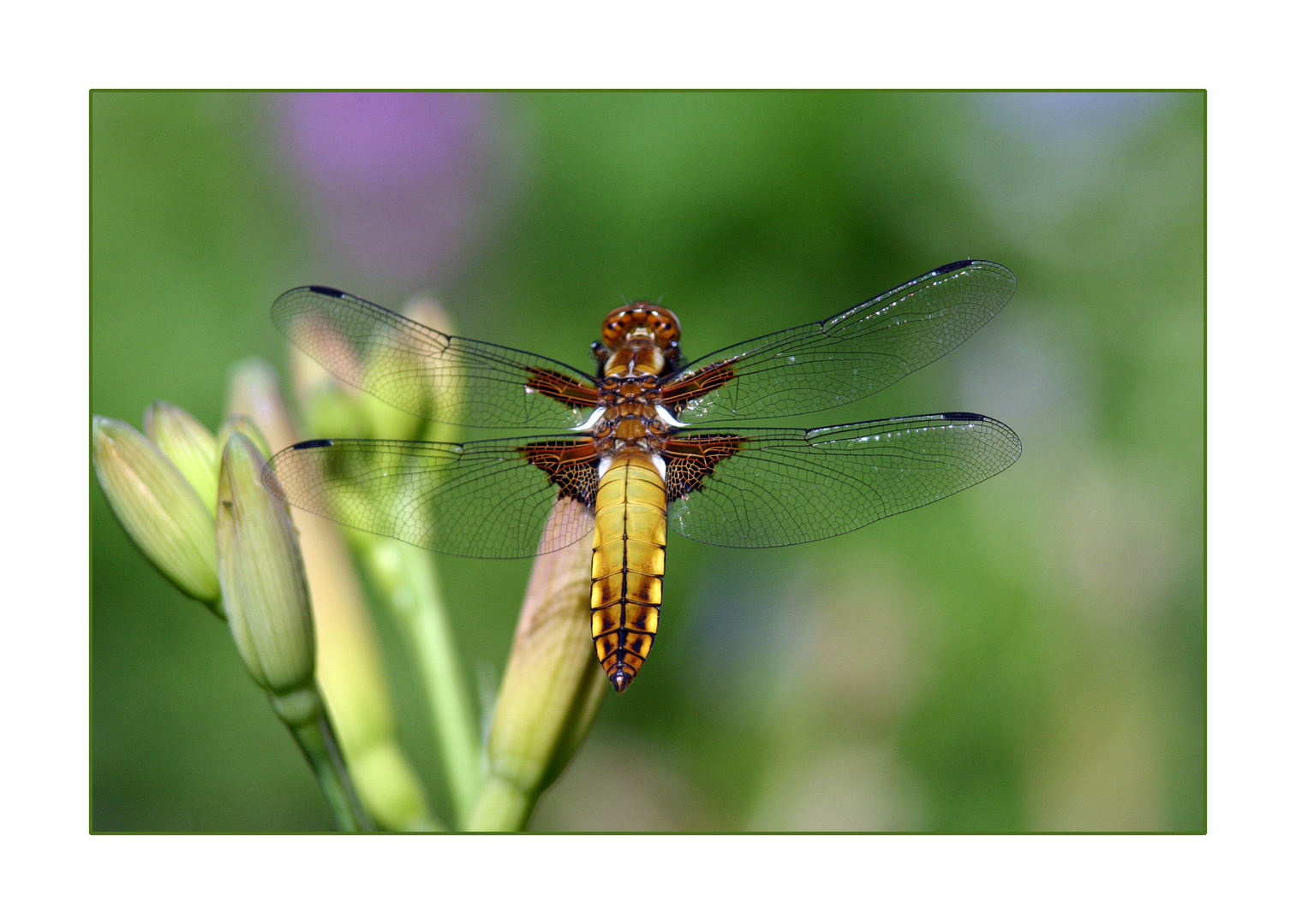 Libelle Foto & Bild | tiere, wildlife, libellen Bilder auf fotocommunity