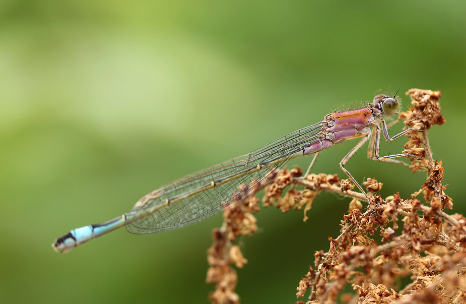 Libelle Foto & Bild | tiere, wildlife, libellen Bilder auf fotocommunity