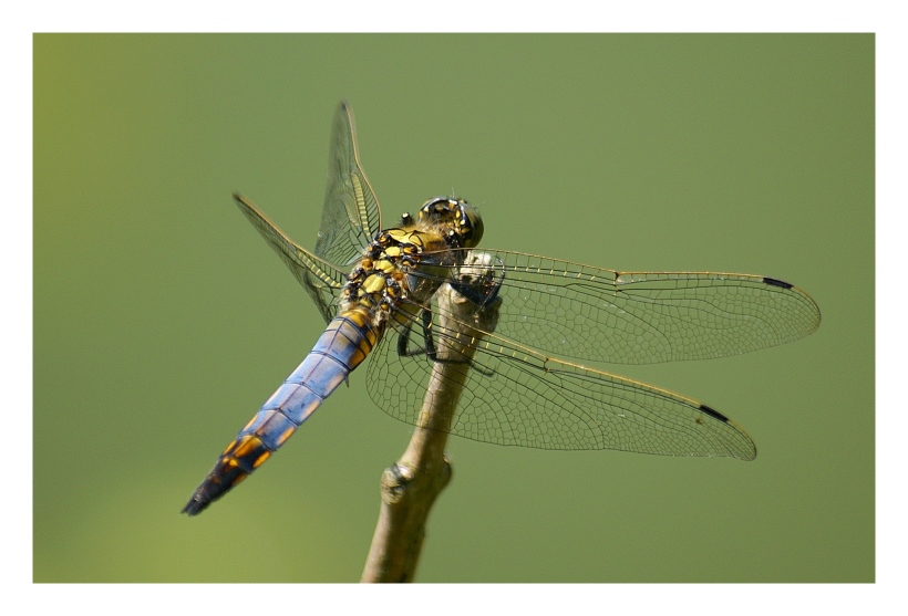 Libelle Foto & Bild | tiere, wildlife, libellen Bilder auf fotocommunity