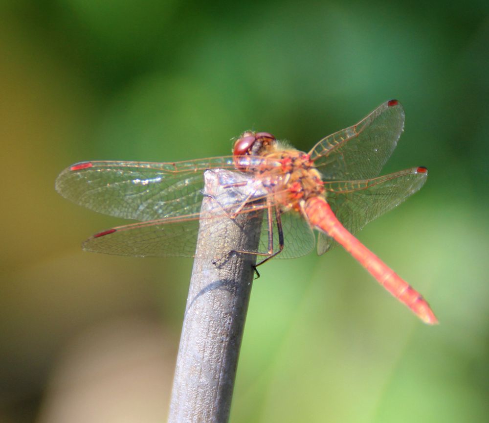 Libelle Foto & Bild | insekten, natur, tiere Bilder auf fotocommunity
