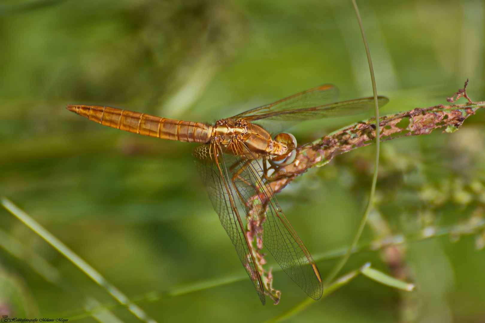 Libelle (5) Foto & Bild | natur, nahaufnahme, insekten Bilder auf ...