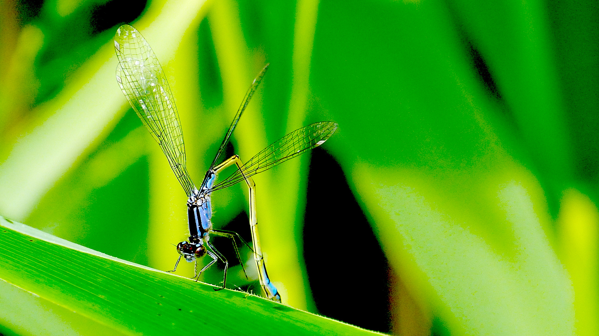 Libelle Foto & Bild | tiere, wildlife, libellen Bilder auf fotocommunity